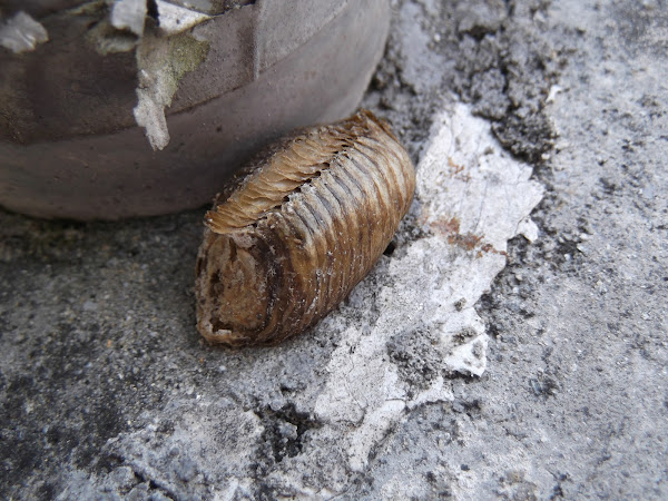 Praying Mantis Ootheca | Project Noah