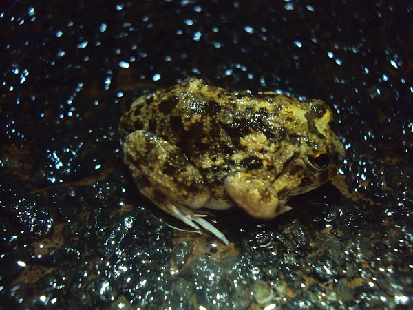 Indian Burrowing Frog | Project Noah