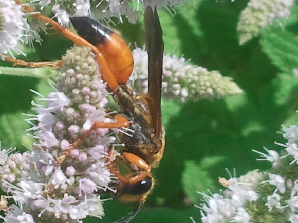 Great Golden Digger Wasp | Project Noah