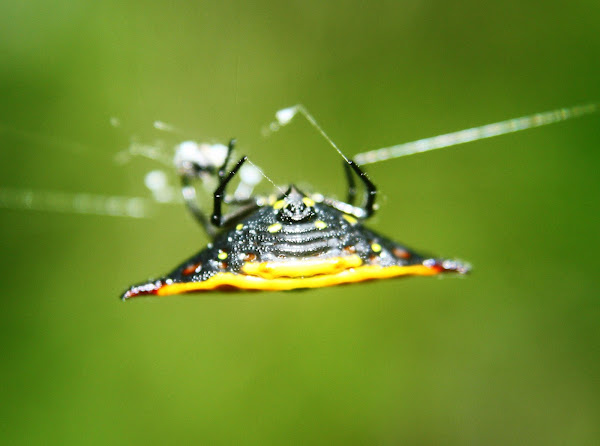 Four Spined Jewel Spider | Project Noah