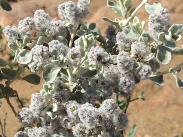 Silvertail Cotton Bush | Project Noah