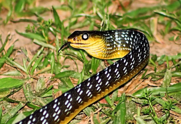 Green Tree Snake | Project Noah