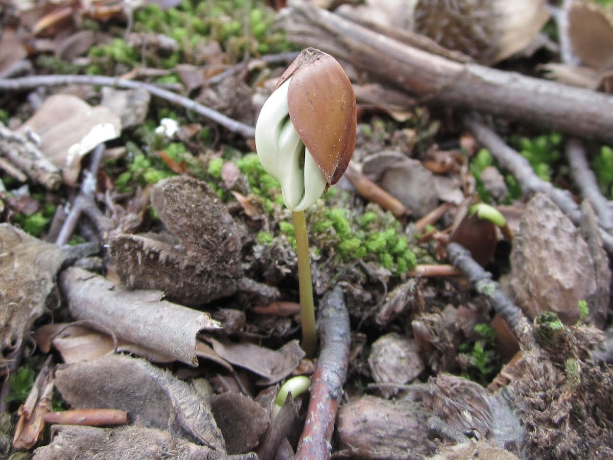 European Beech sprout | Project#N# Noah