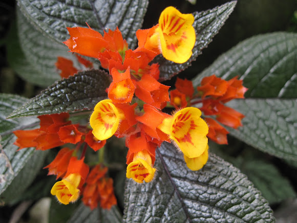 Copper Leaf plant | Project Noah