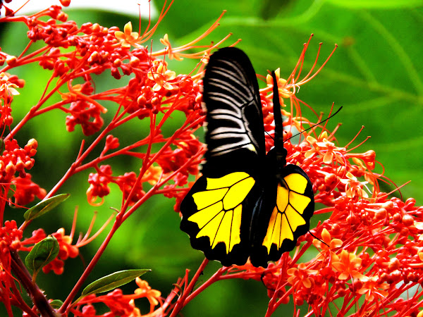 The Southern Birdwing (male) | Project Noah