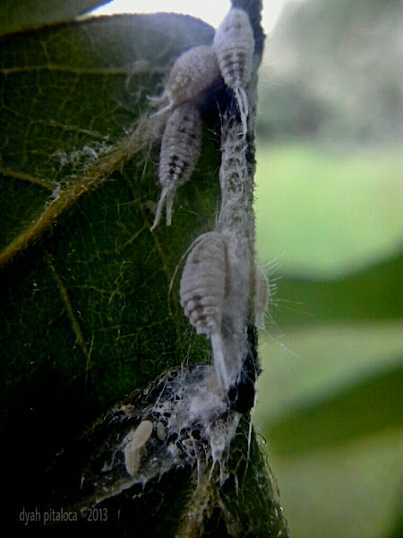 Mealy Bugs | Project Noah