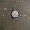 Blue Button Jellyfish | Project Noah
