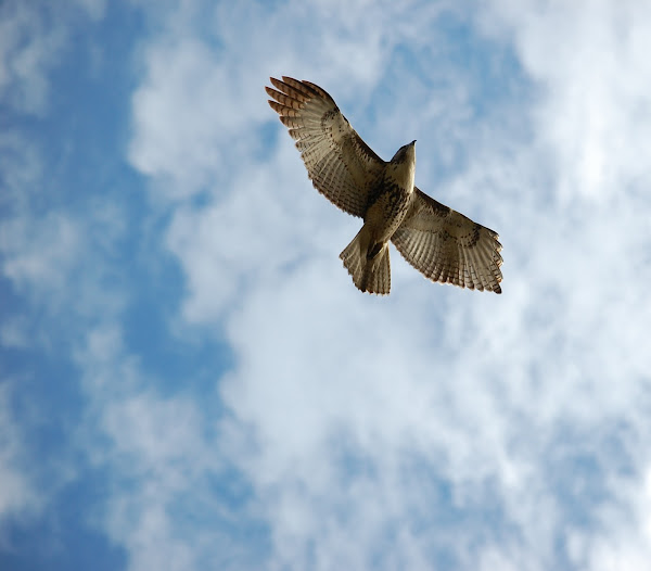 Red-tailed Hawk | Project Noah