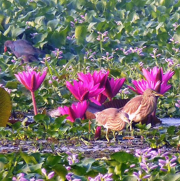 Indian Pond Heron | Project Noah