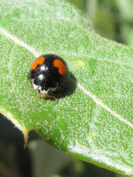 Ashy Gray Lady Beetle | Project Noah