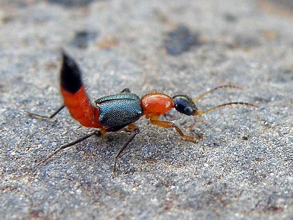 'Nairobi Eye' beetle | Project Noah