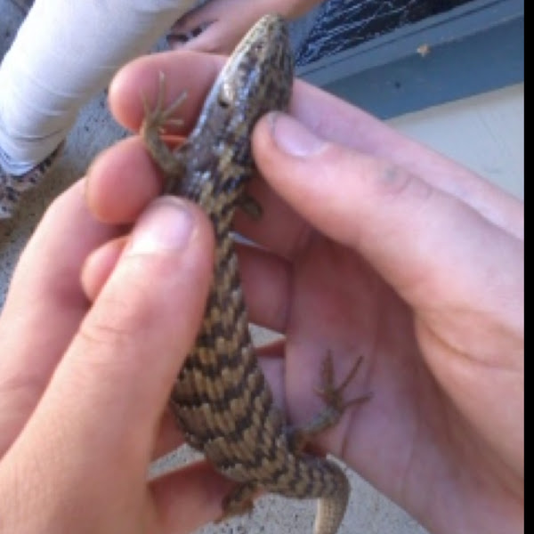 California Alligator Lizard | Project Noah