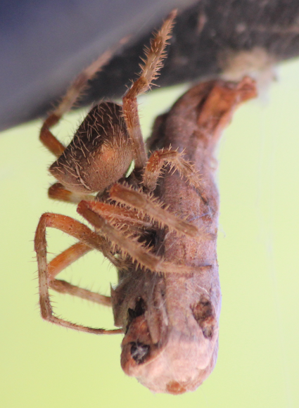 Cat-faced Spider | Project Noah