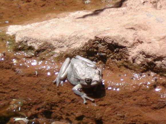 Canyon treefrog | Project Noah