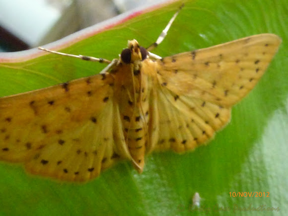 Durian Fruit Borer | Project Noah