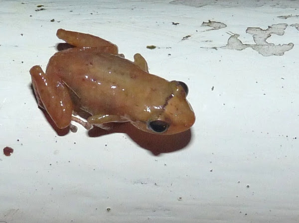 Dink frog | Project Noah