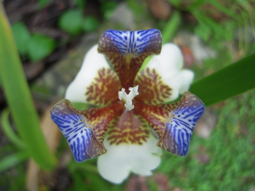 Apostle's Iris | Project Noah