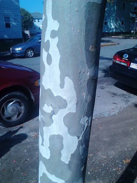 Sycamore | Project Noah