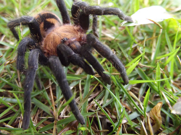 Costa Rican Dwarf Tigerrump Tarantula "Metriopelma zebratum" | Project Noah