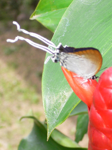 Common Imperial | Project Noah