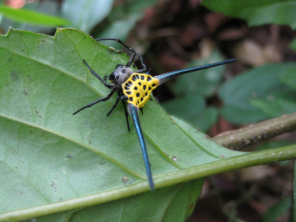 Shield Spider | Project Noah