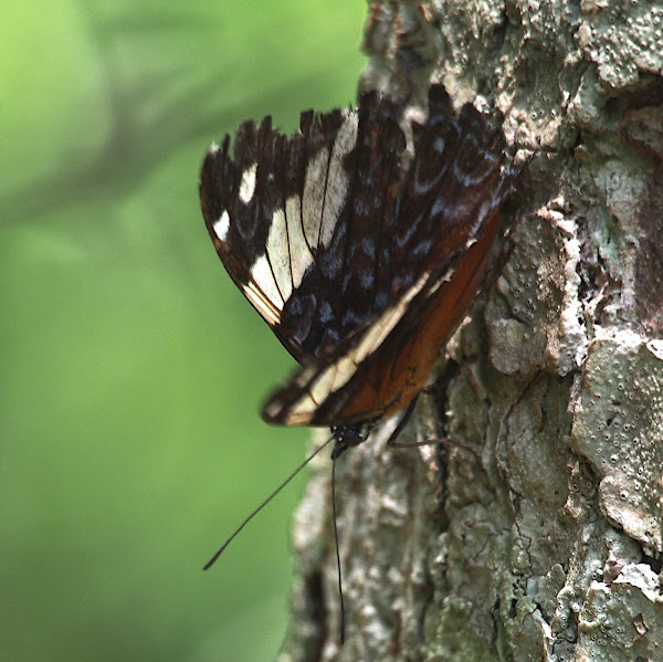 Red Cracker | Project Noah