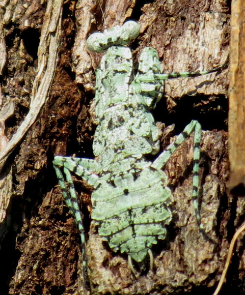 Florida bark mantis | Project Noah