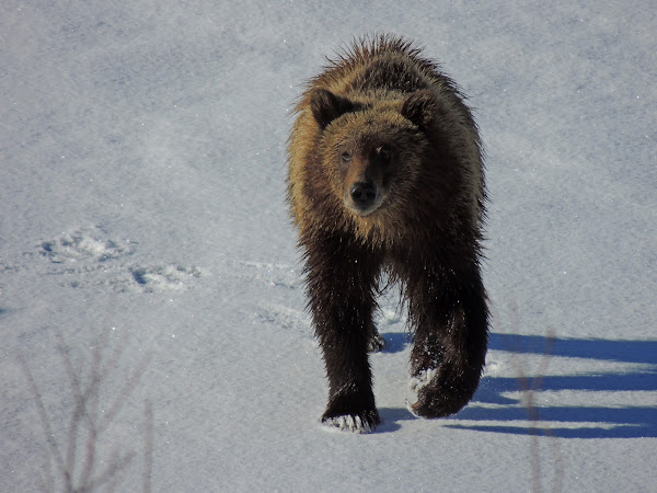 Grizzly Bear | Project Noah