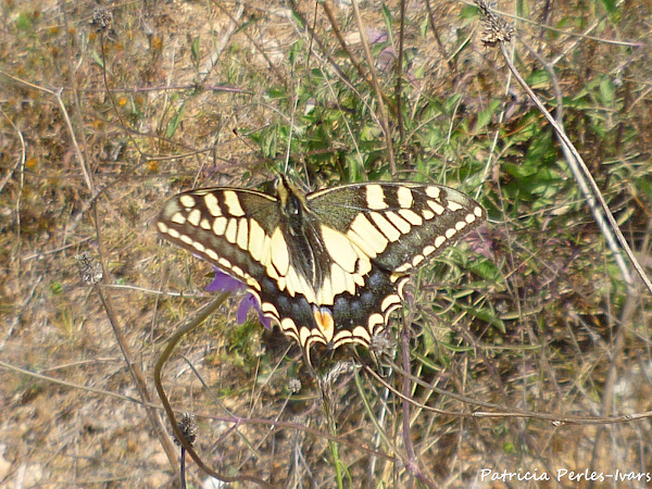 Old World Swallowtail | Project Noah
