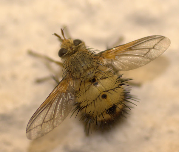 Hedgehog Fly or Tachinid Fly | Project Noah
