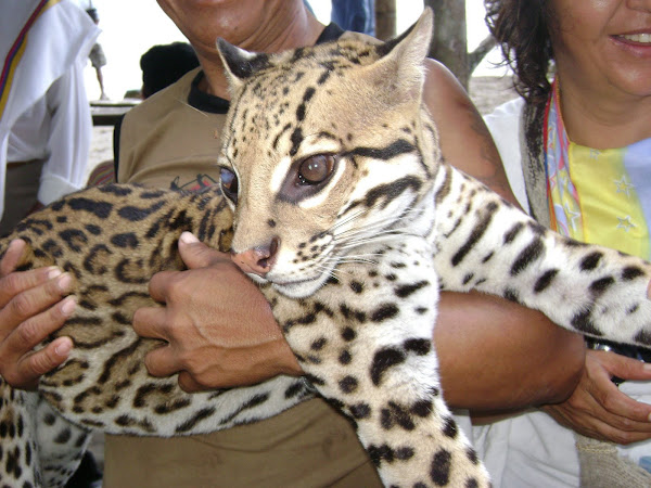 Ocelote, Ocelot | Project Noah