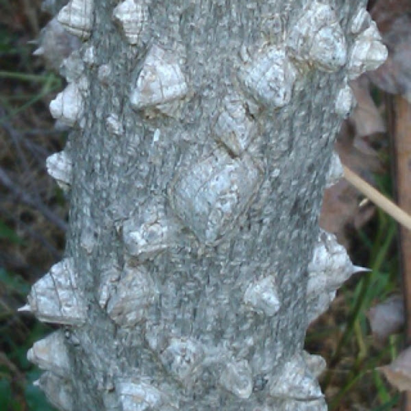 Hercule's Club Tickle Tongue Toothache tree | Project Noah