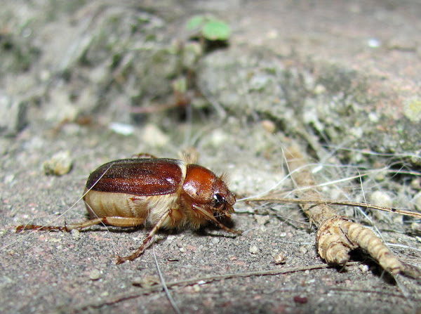 European chafer | Project Noah