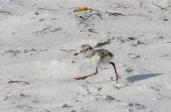Snowy Plover chicks | Project Noah
