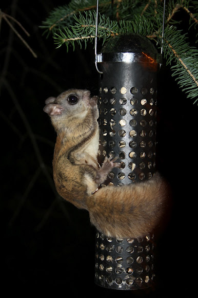 Northern Flying Squirrel | Project Noah