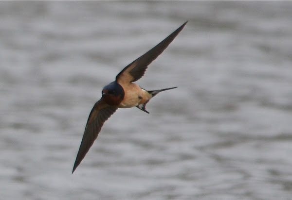 Barn Swallow | Project Noah