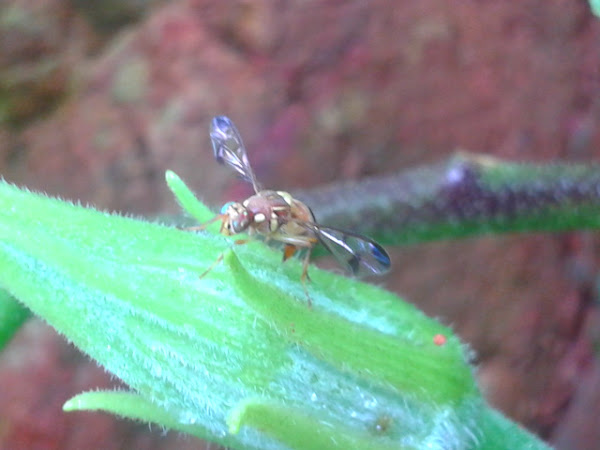 Fruit fly? | Project Noah