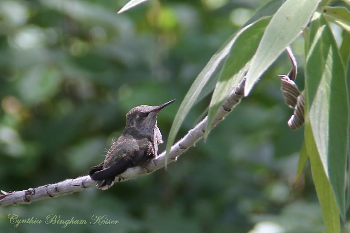 (Fledgling) Anna's Hummingbird | Project Noah