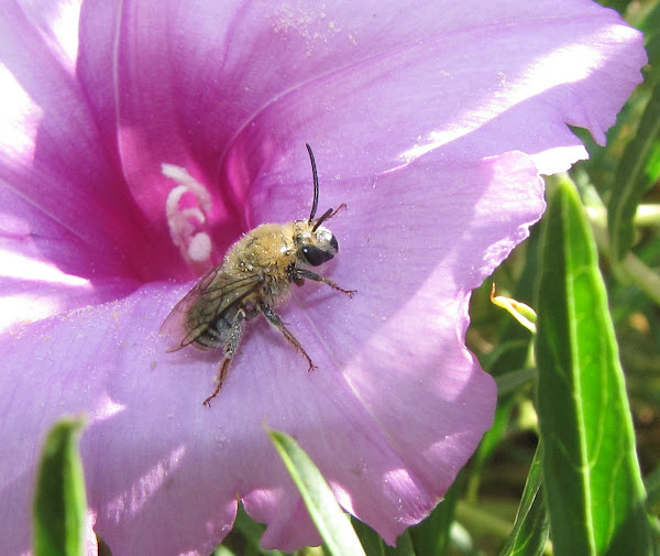 Squash Bee | Project Noah
