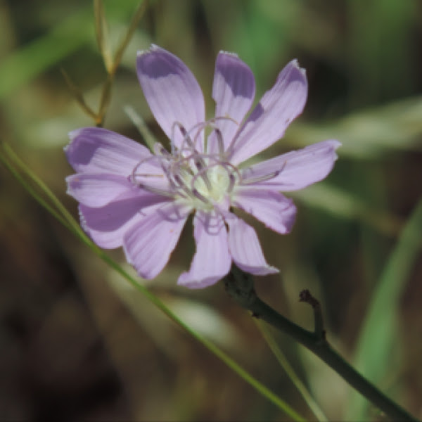 Texas Skeleton Weed | Project Noah