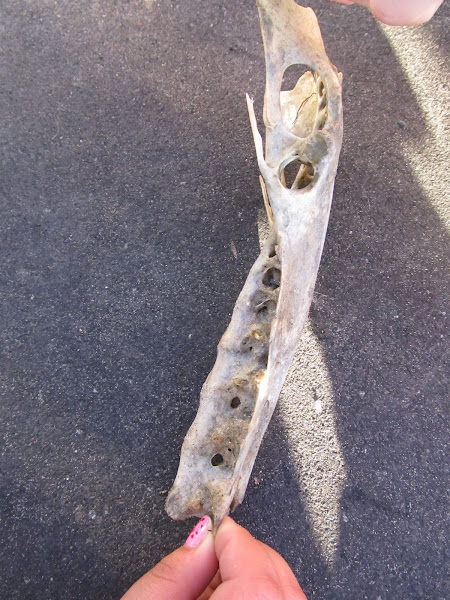 Pelican Pelvis Bone | Project Noah
