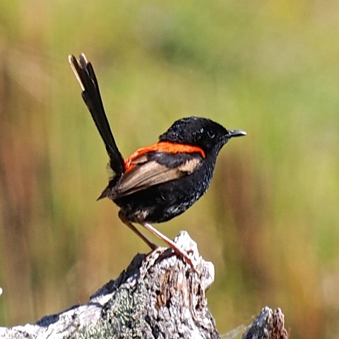 Red-backed Fairy-wren (male) | Project Noah