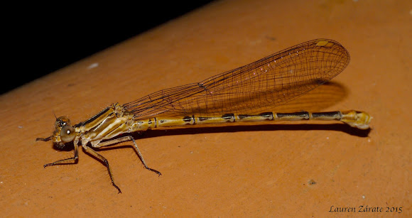 Damselfly | Project Noah