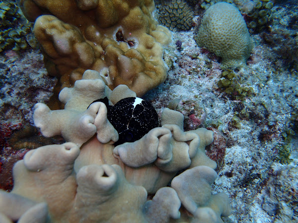 Common egg cowrie | Project Noah