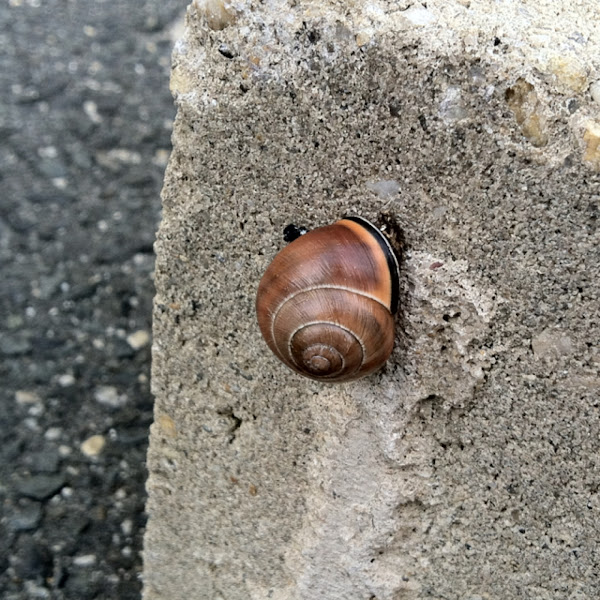 Snail | Project Noah