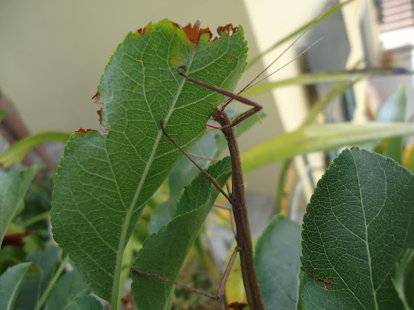 Portugese Stick Insect | Project Noah