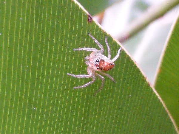 Spider | Project Noah