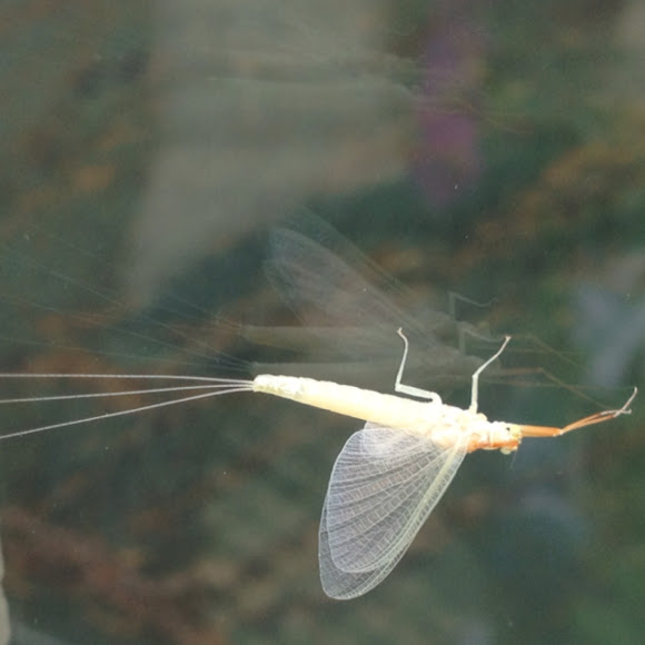 Mayfly subimago | Project Noah