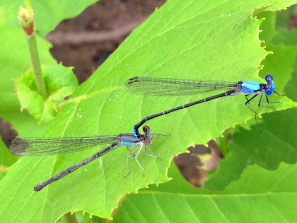 Blue-fronted Dancer damselflies (mating pair, in tandem) | Project Noah