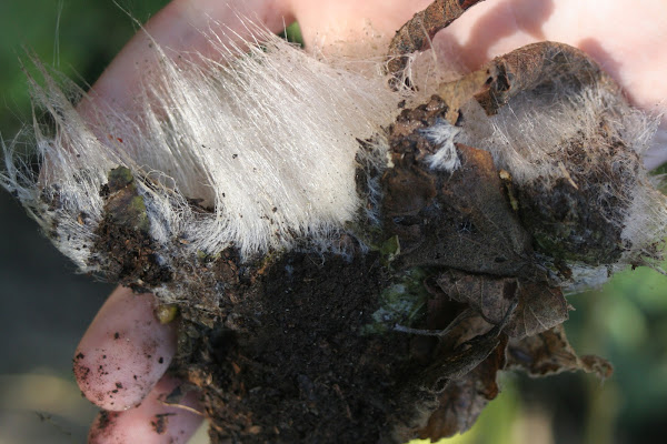 Phycomyces blakesleeanus | Project Noah